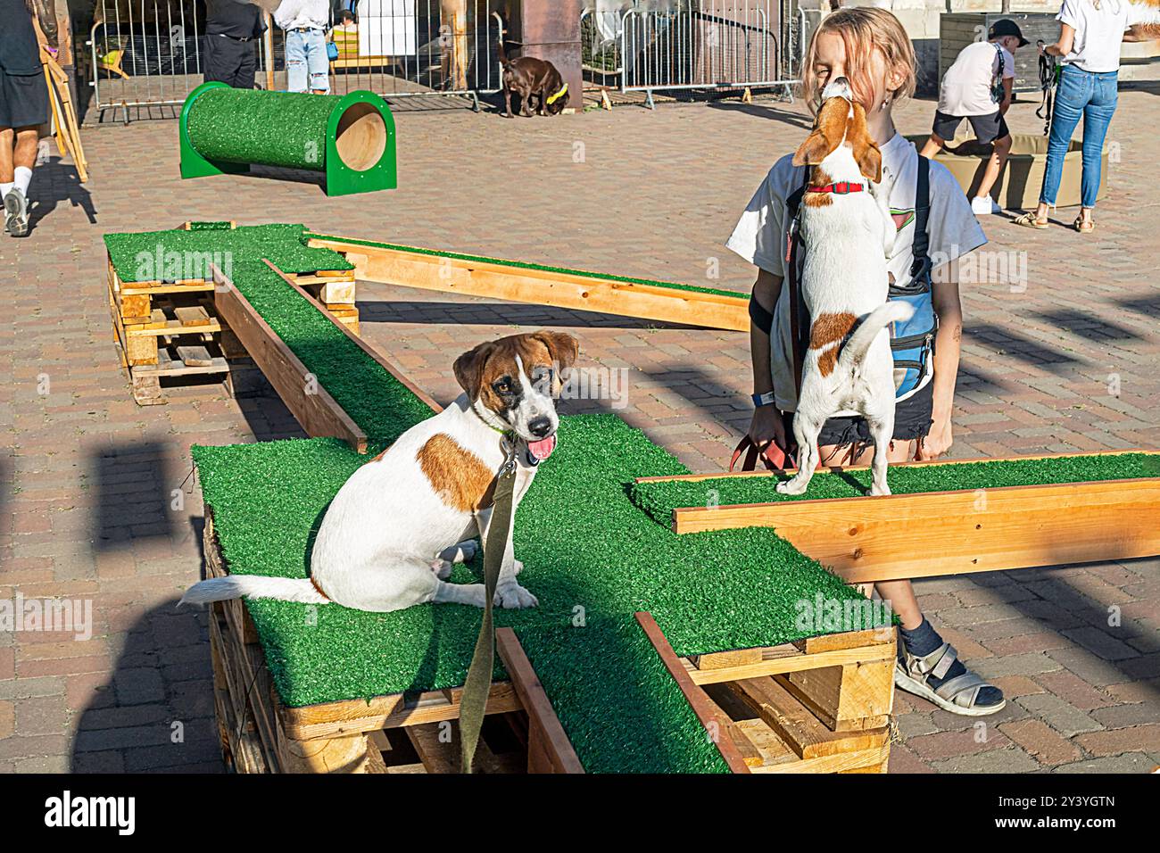 happy girl trains a grown-up Jack Russell Terrier puppy for a treat on ...
