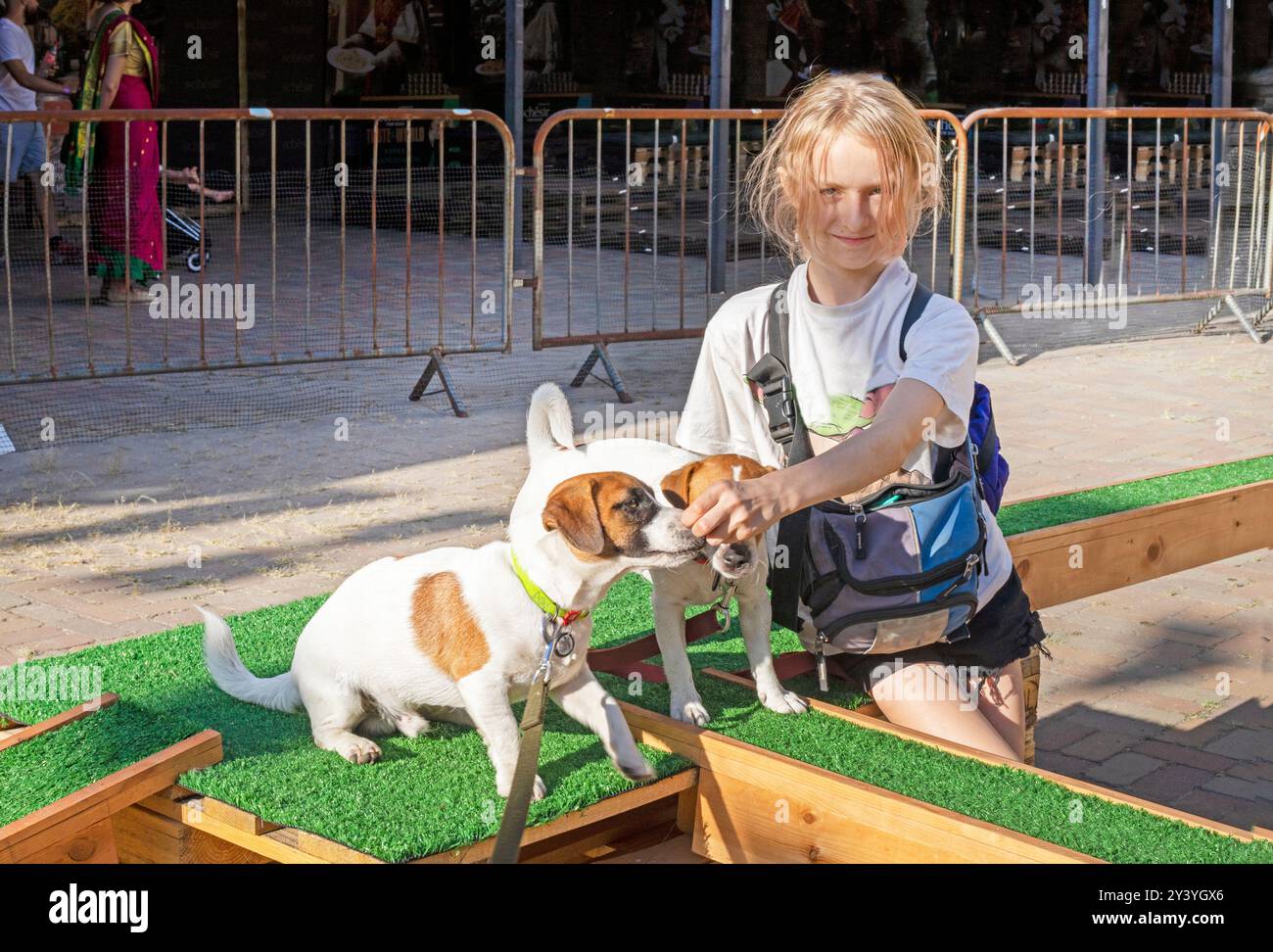 happy girl trains a grown-up Jack Russell Terrier puppy for a treat on ...