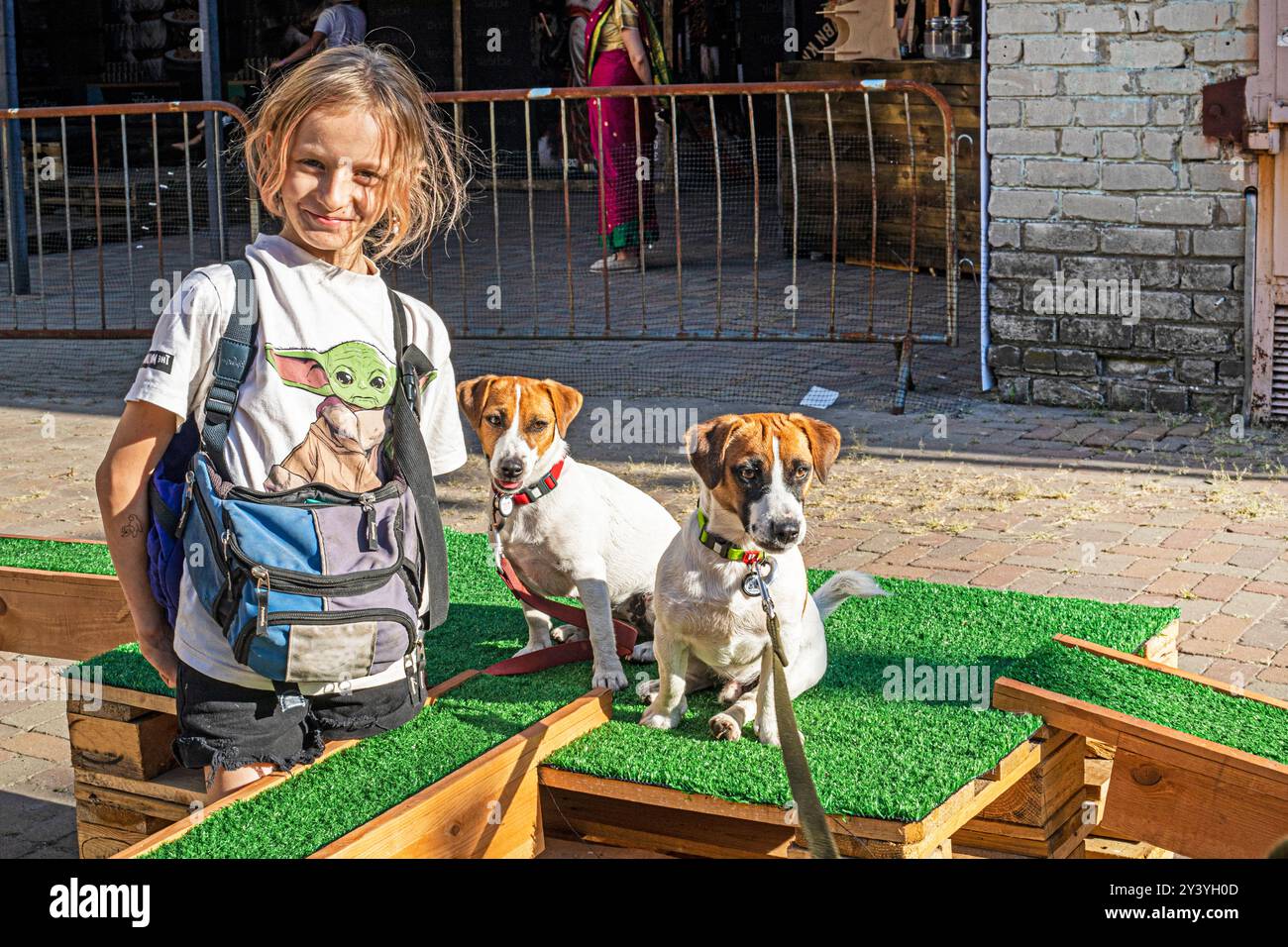 happy girl trains a grown-up Jack Russell Terrier puppy for a treat on ...
