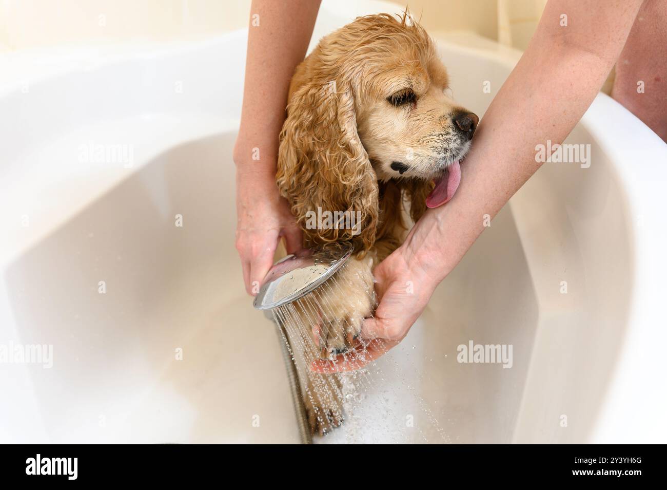 A woman washes a paw of Cocker Spaniel dog with shampoo in bathroom ...