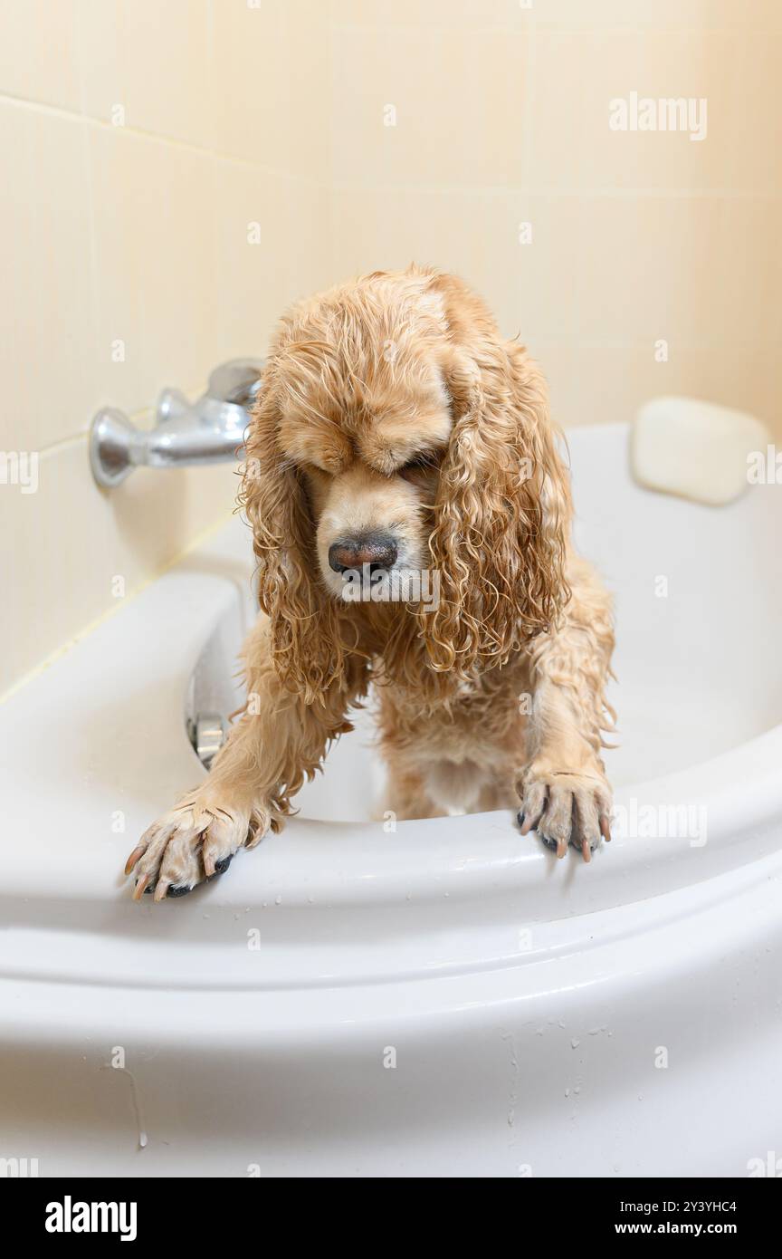 A wet spaniel stands on its hind legs in the bathtub. American cocker ...