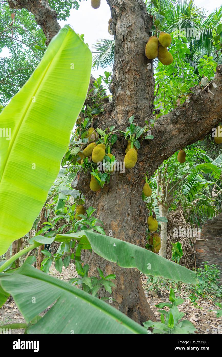 Jackfruit hanging from a tree trunk. artocarpus heterophyllus ...
