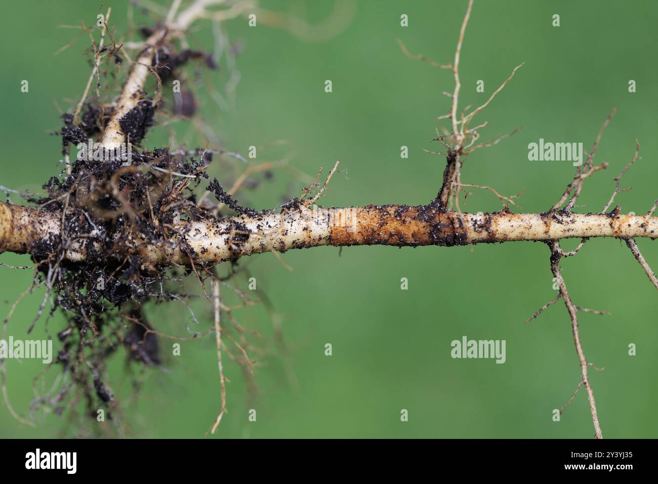 Dill root in the garden with symptoms of fungal infection. Root ...