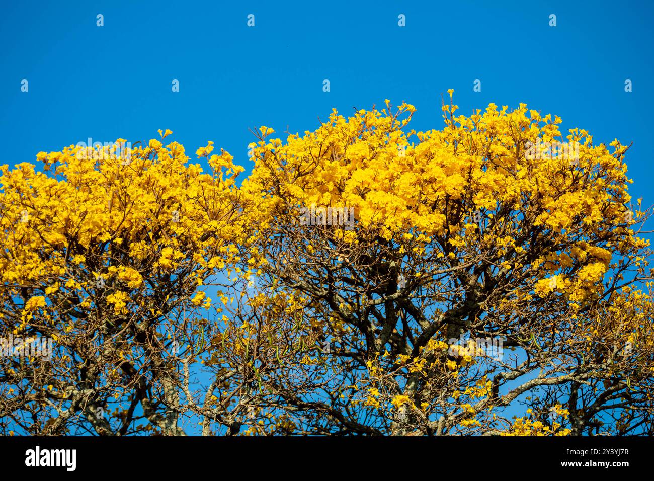 The symbol tree of Brazil, the yellow ipê (Handroanthus albus), blooms ...