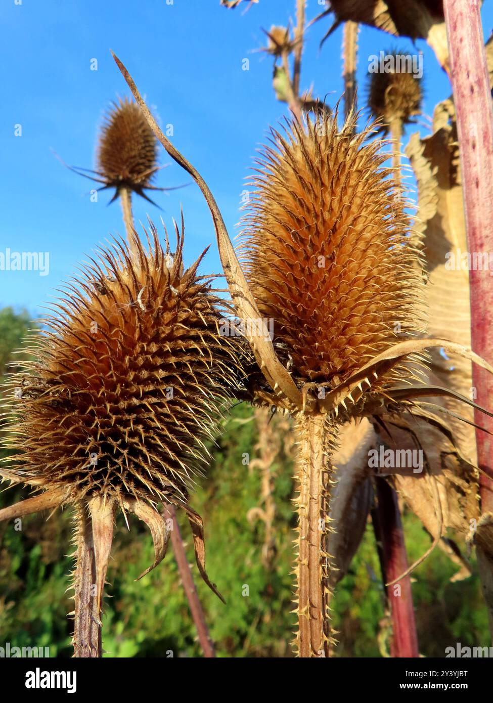 Krautige frucht hi-res stock photography and images - Alamy