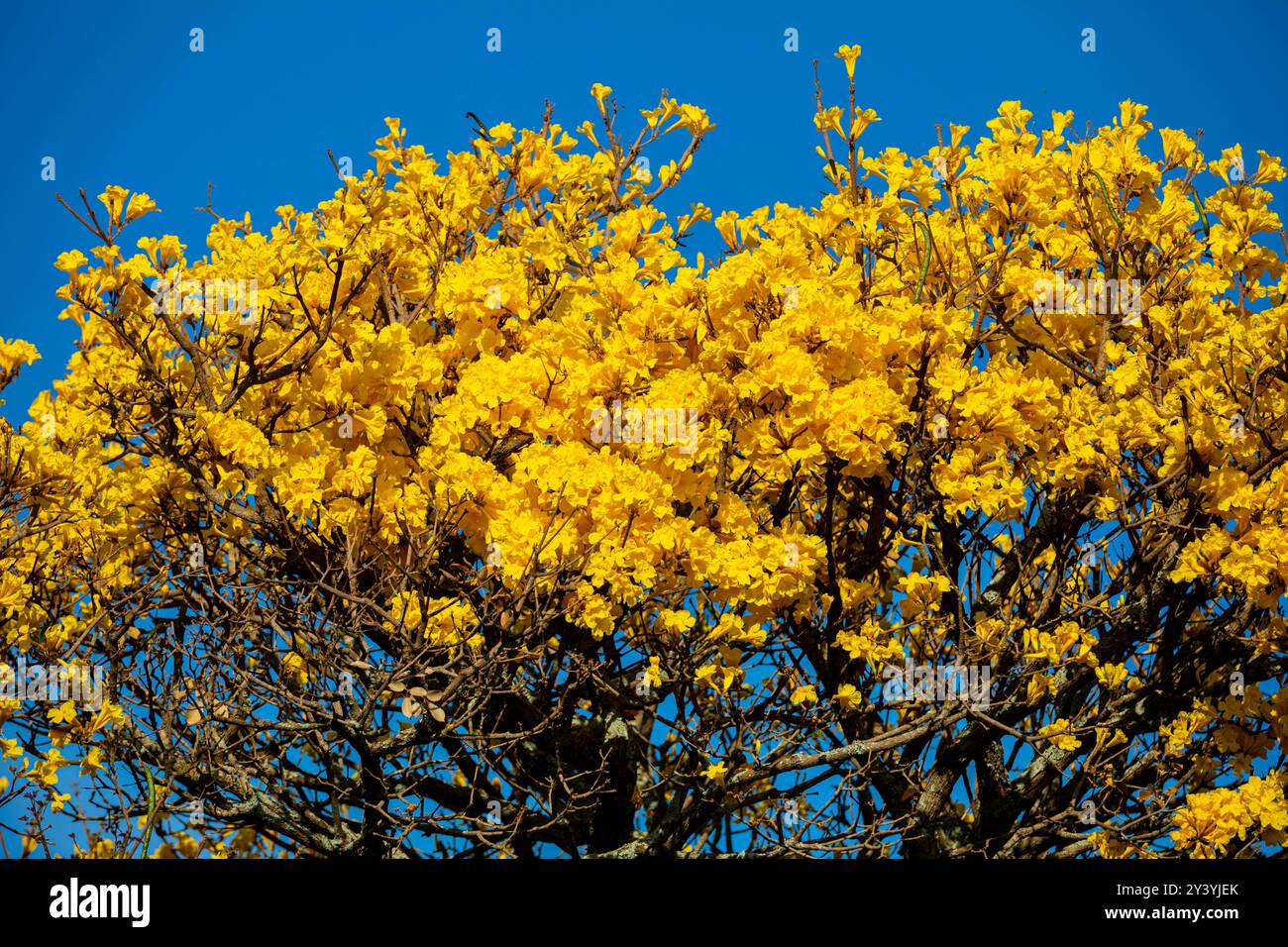 The symbol tree of Brazil, the yellow ipê (Handroanthus albus), blooms ...