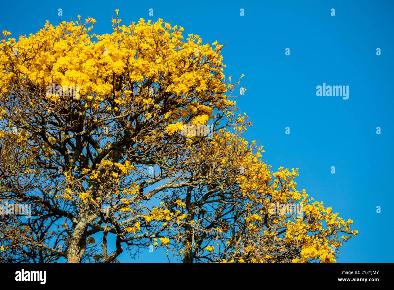 The symbol tree of Brazil, the yellow ipê (Handroanthus albus), blooms ...