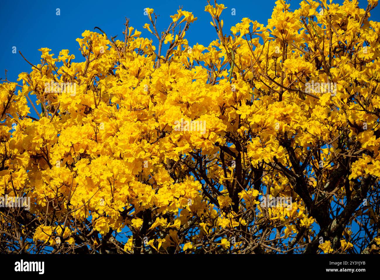 The symbol tree of Brazil, the yellow ipê (Handroanthus albus), blooms ...