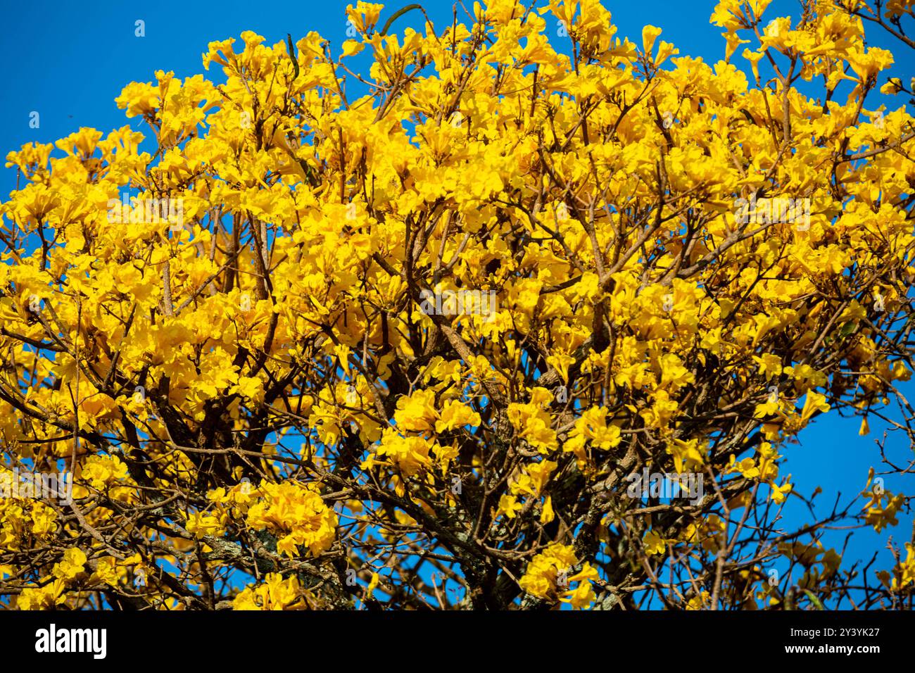 The symbol tree of Brazil, the yellow ipê (Handroanthus albus), blooms ...