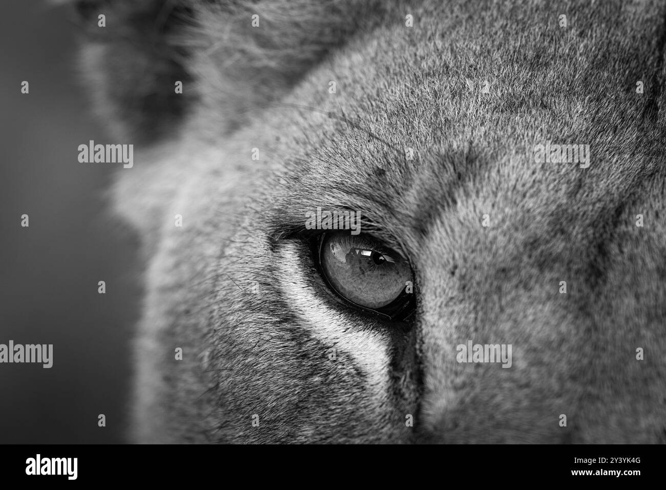 Lioness eye to eye Black and White Stock Photos & Images - Alamy