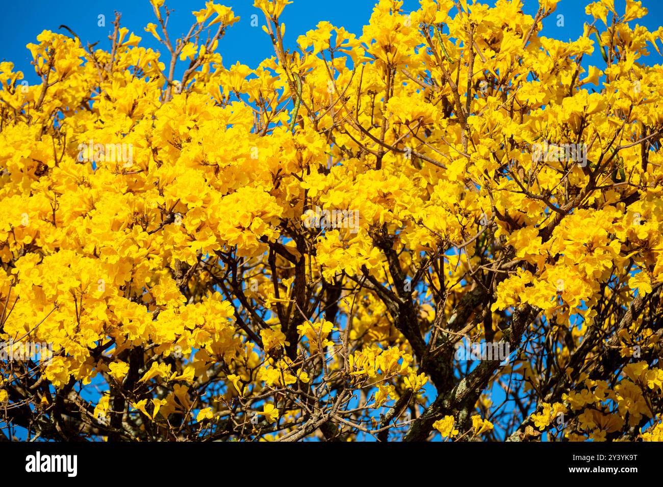 The symbol tree of Brazil, the yellow ipê (Handroanthus albus), blooms ...