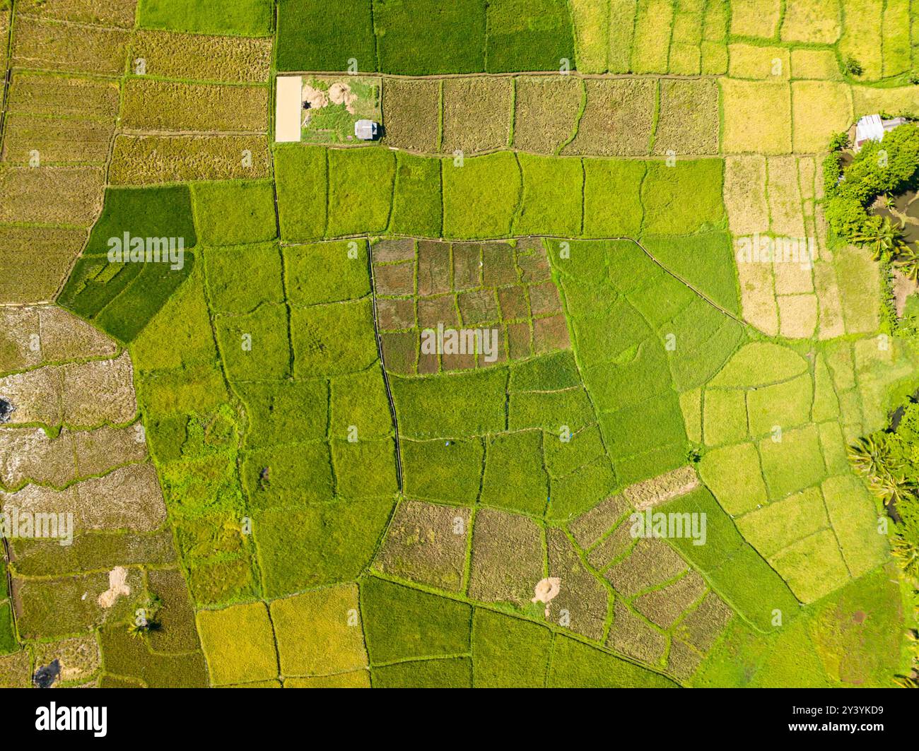 Rice fields philippines island hi-res stock photography and images - Alamy