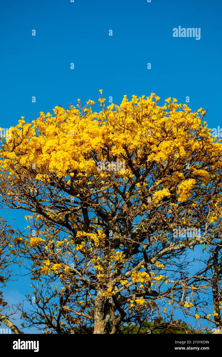 The symbol tree of Brazil, the yellow ipê (Handroanthus albus), blooms ...