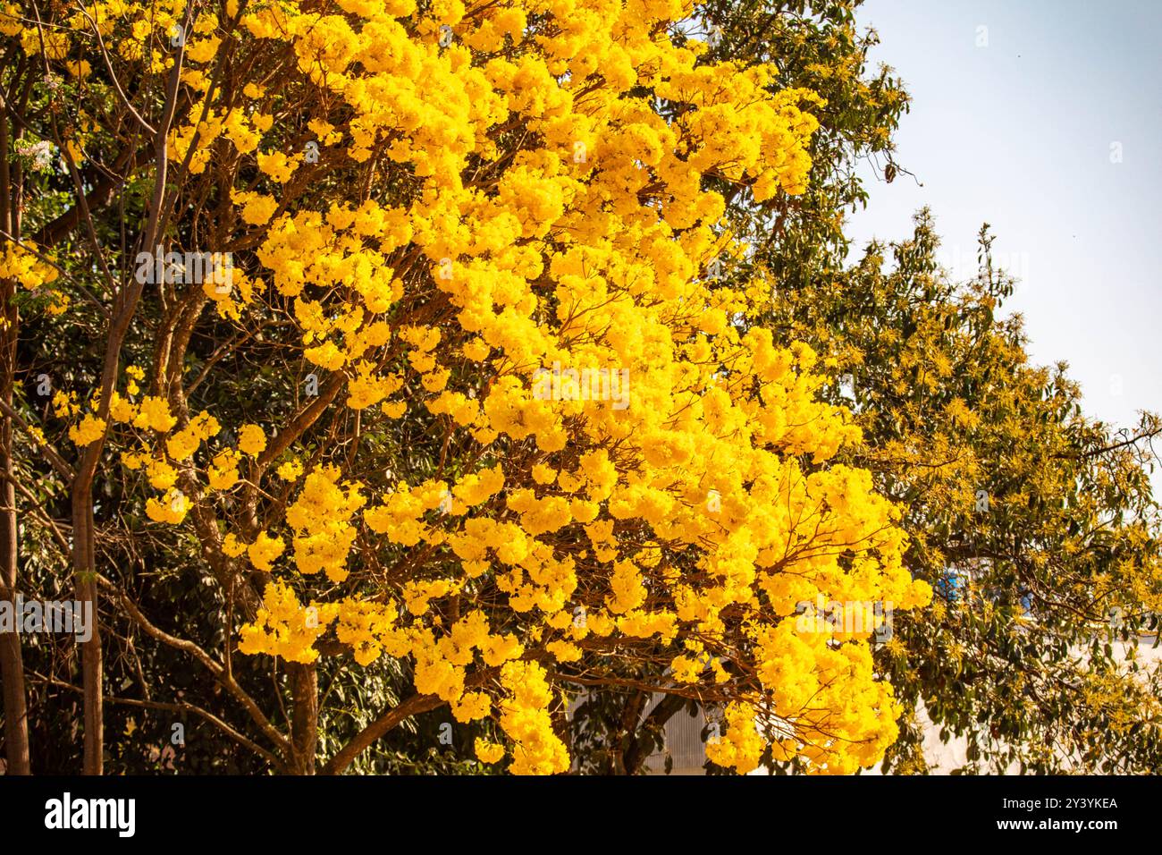 The symbol tree of Brazil, the yellow ipê (Handroanthus albus), blooms ...