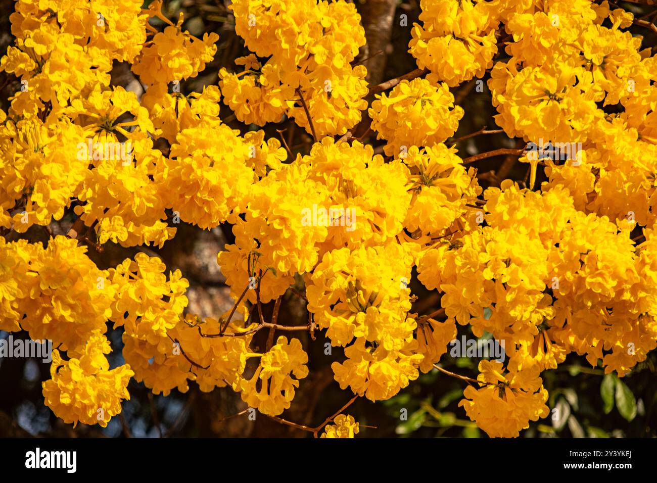 The symbol tree of Brazil, the yellow ipê (Handroanthus albus), blooms ...