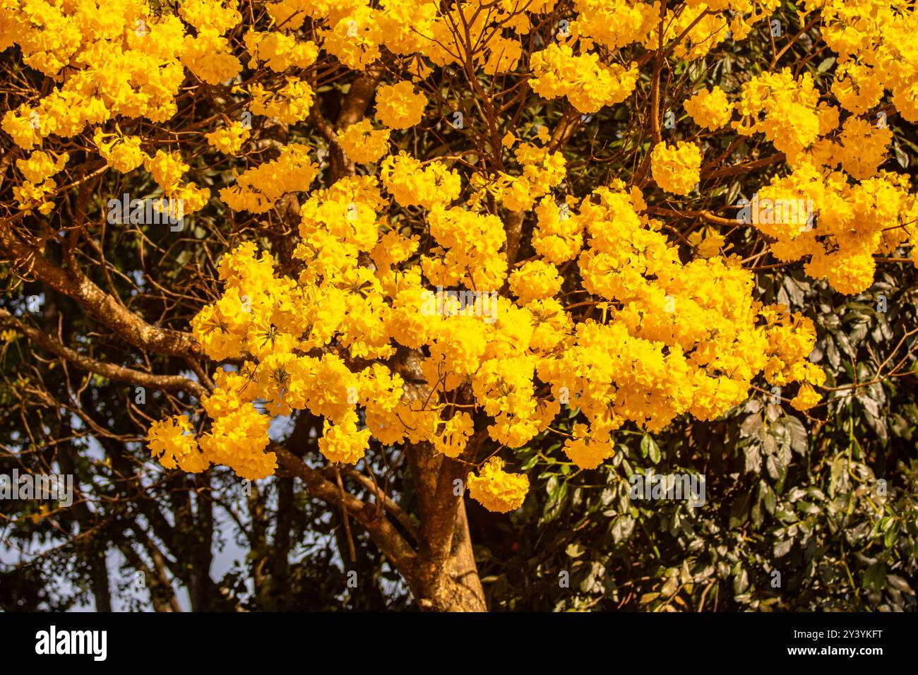 The symbol tree of Brazil, the yellow ipê (Handroanthus albus), blooms ...