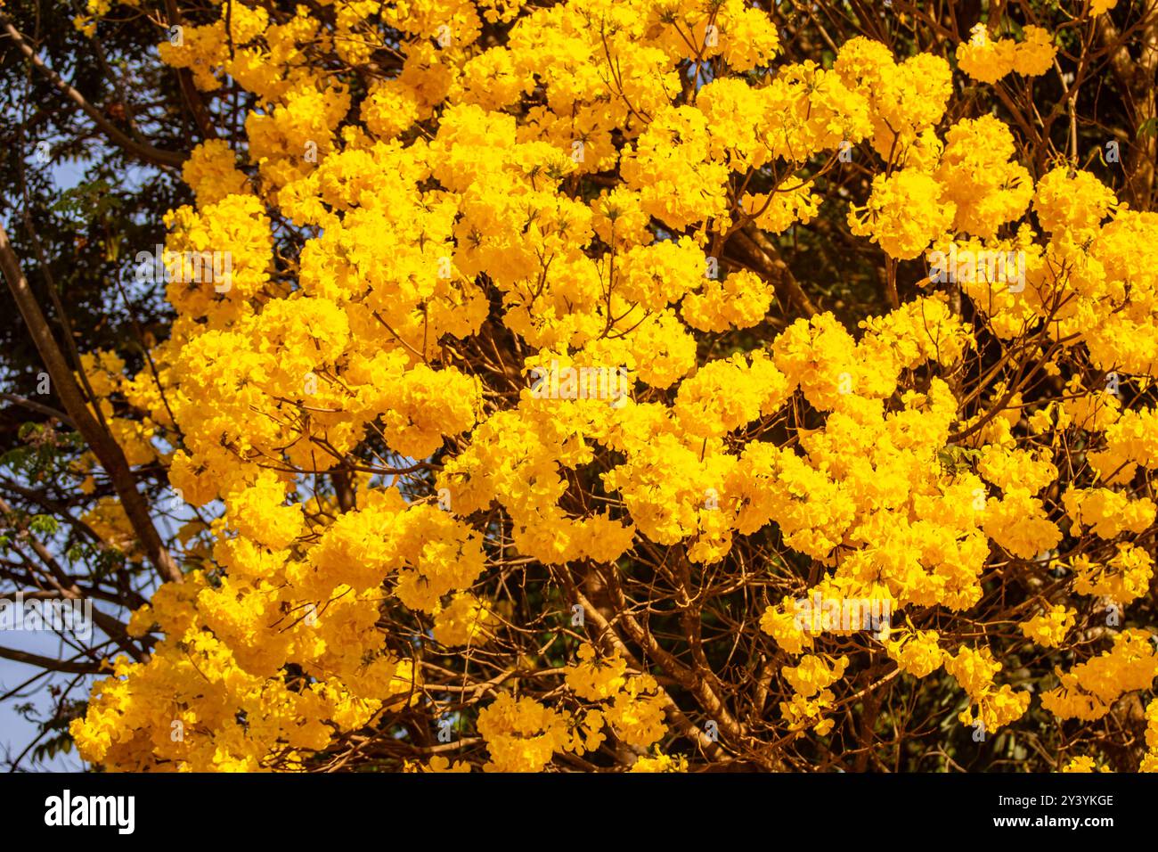 The symbol tree of Brazil, the yellow ipê (Handroanthus albus), blooms ...