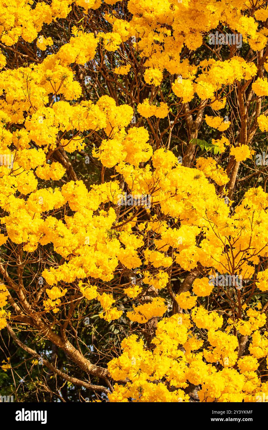The symbol tree of Brazil, the yellow ipê (Handroanthus albus), blooms ...