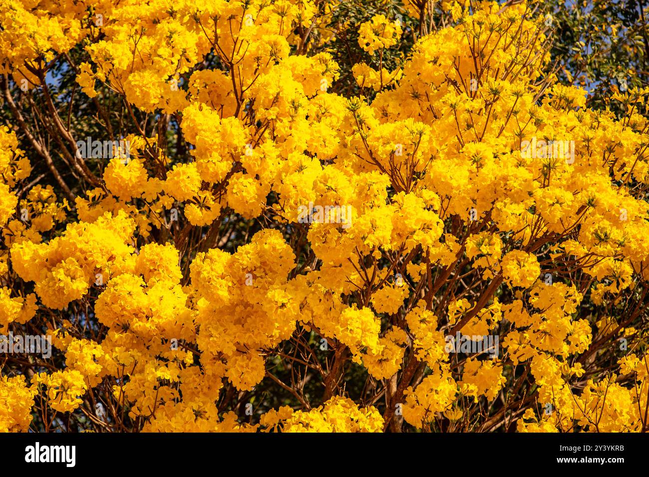The symbol tree of Brazil, the yellow ipê (Handroanthus albus), blooms ...