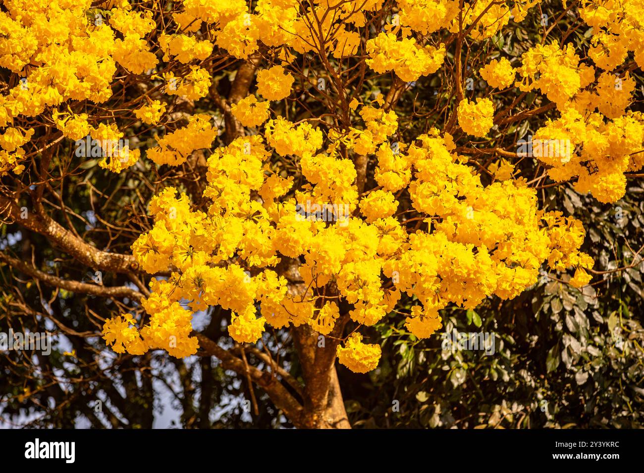 The symbol tree of Brazil, the yellow ipê (Handroanthus albus), blooms ...
