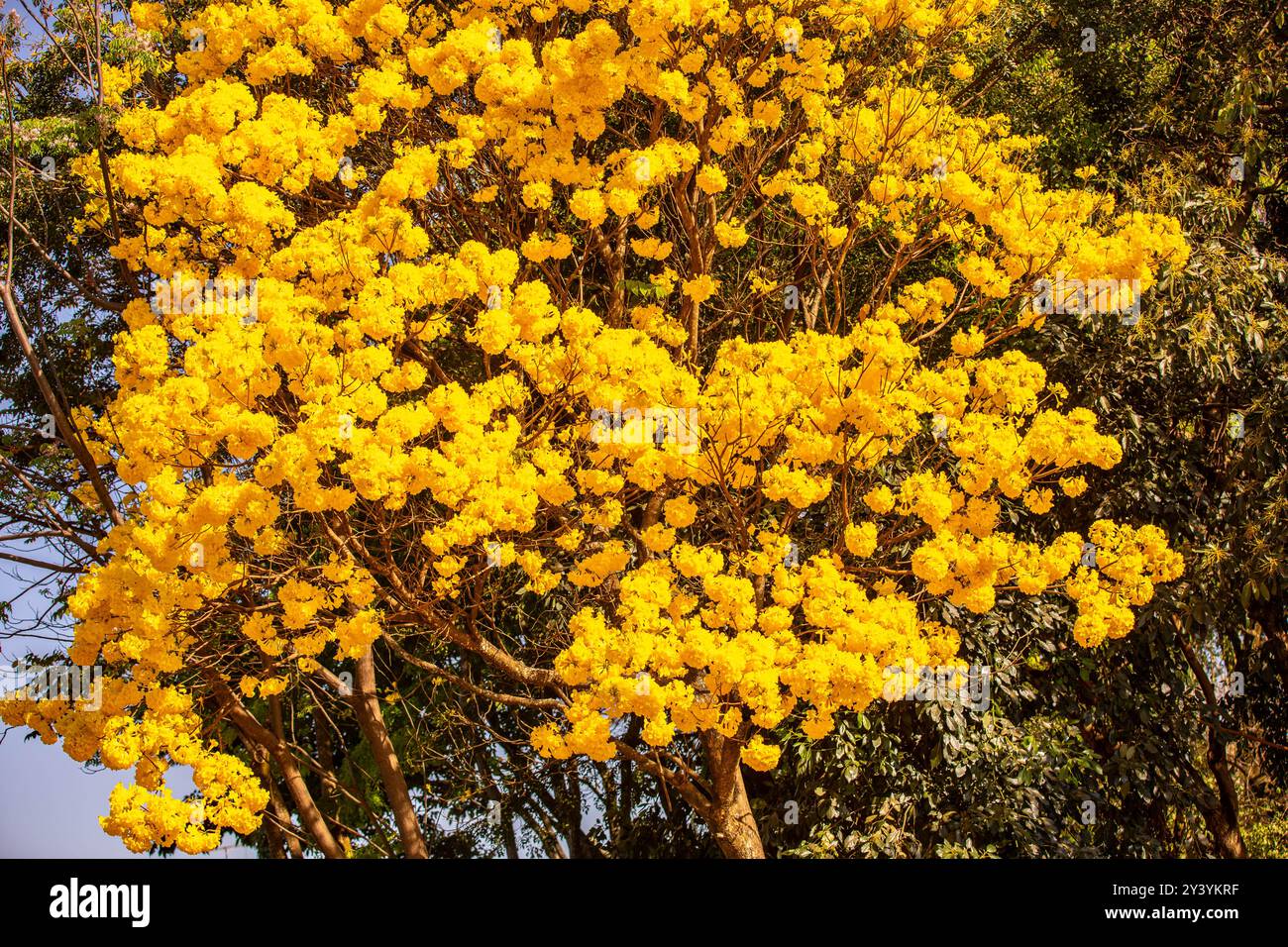 The symbol tree of Brazil, the yellow ipê (Handroanthus albus), blooms ...