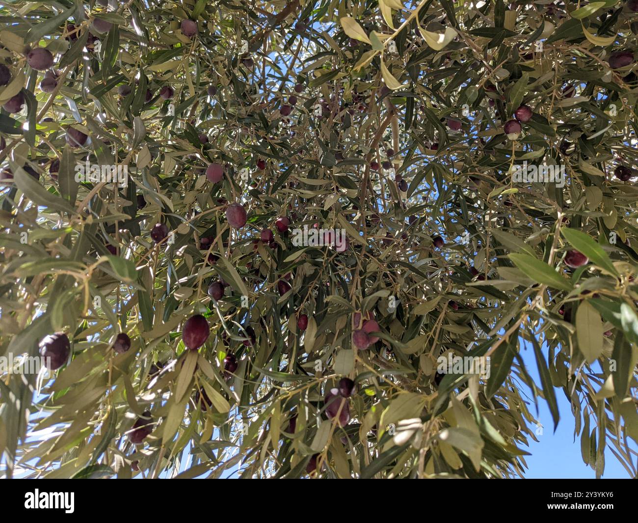 olive tree with fruits of olives ready for harvest Stock Photo - Alamy