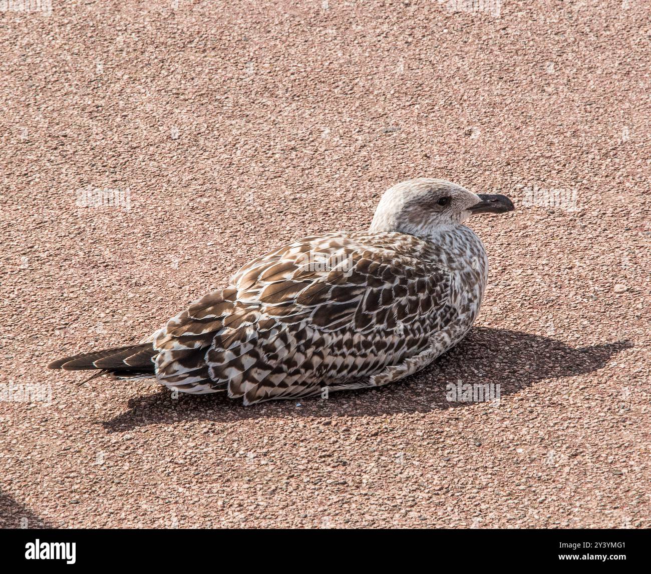 Protected seagulls hi-res stock photography and images - Alamy