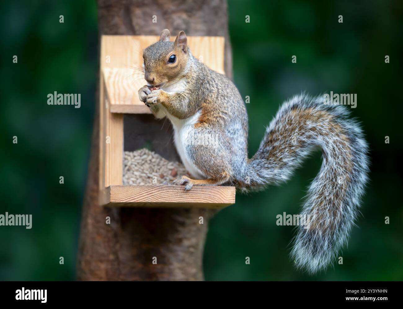 Portrait of a grey squirrel eating nut on a squirrel feeder, UK Stock ...