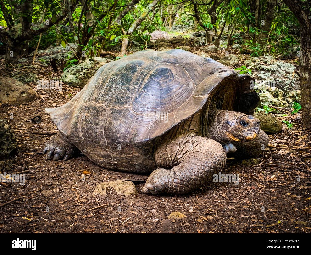 Giant tortoises on the Galapagos Islands Stock Photo - Alamy