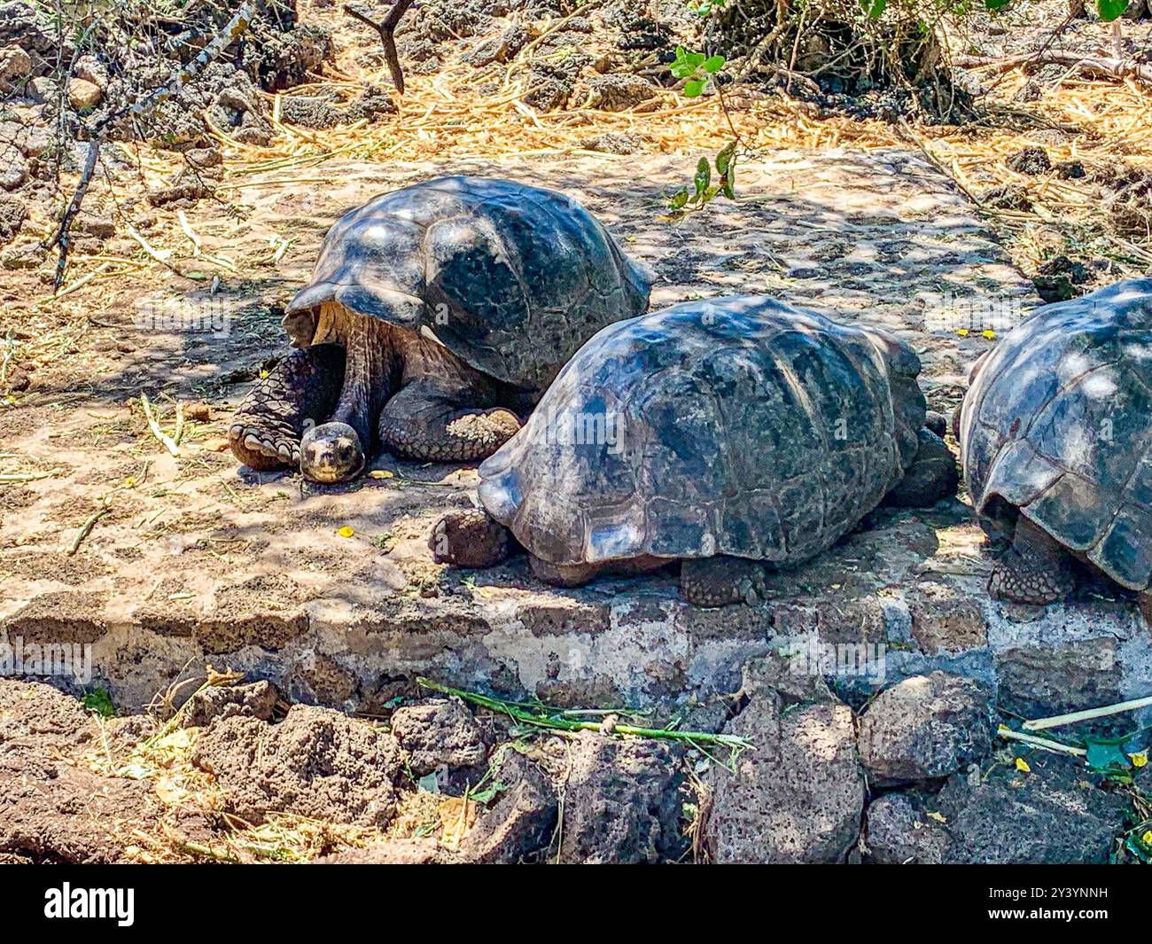 Giant tortoises on the Galapagos Islands Stock Photo - Alamy