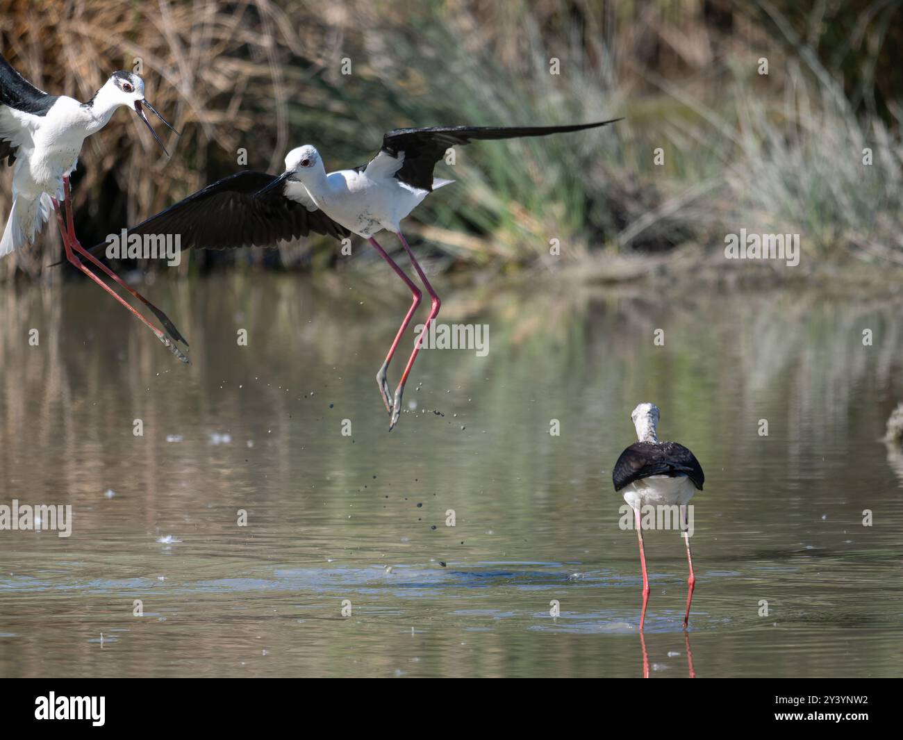 Black-winged Stilts, very long-legged wader in the Avocet and Stilt ...