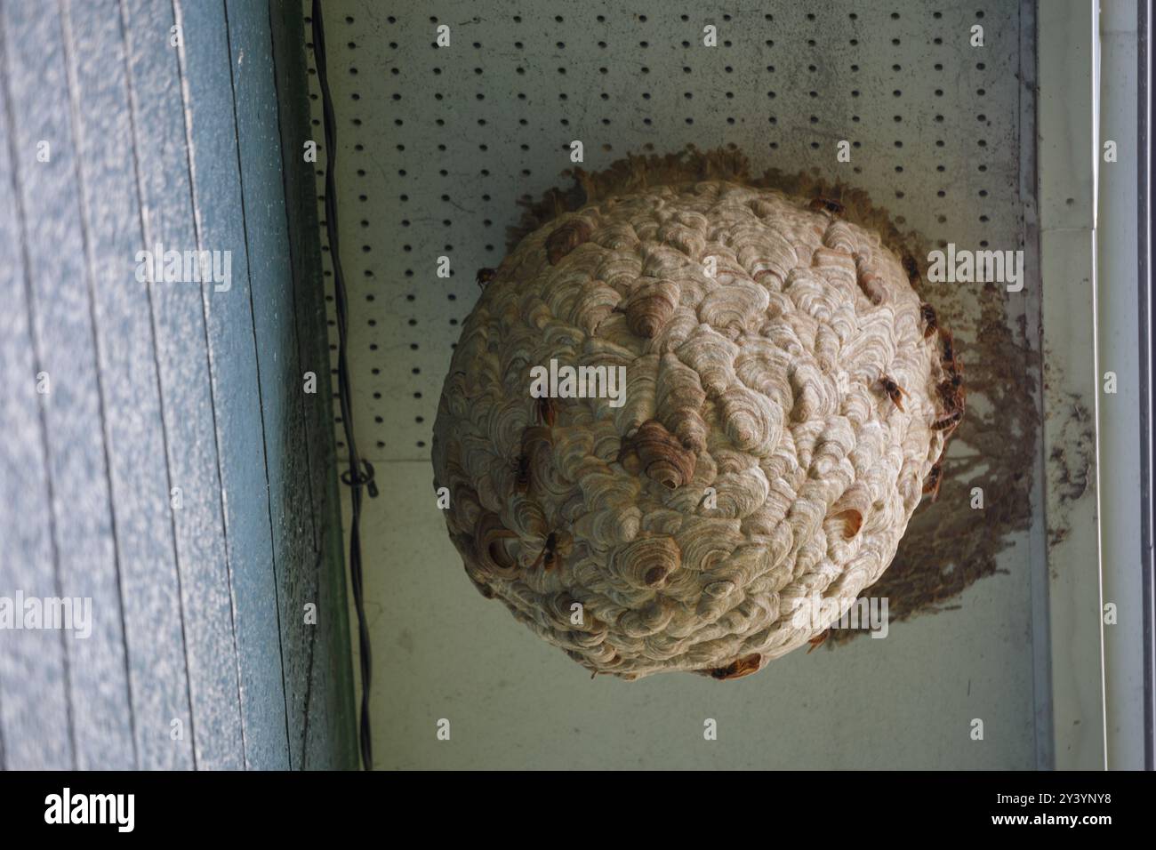 Large killer bee nest hanging from house roof Stock Photo - Alamy