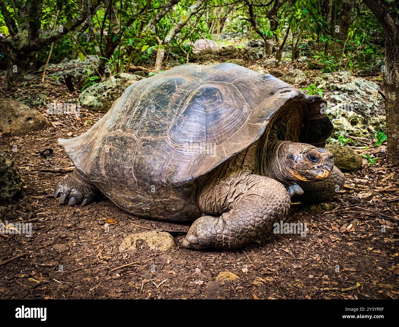 Giant tortoises on the Galapagos Islands Santa Cruz Park Galapagos ...