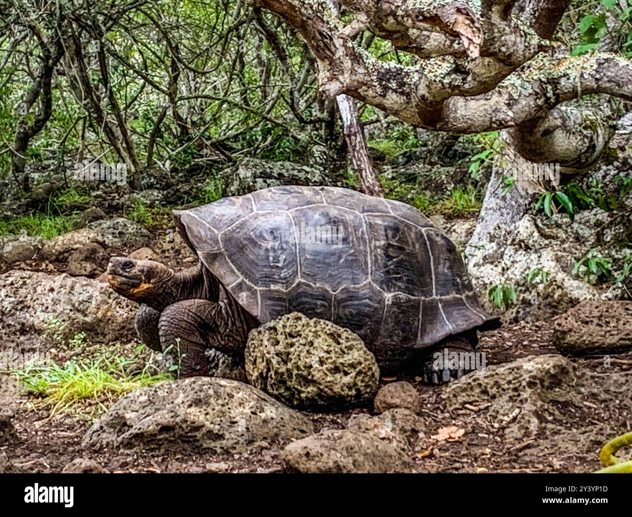 Giant tortoises on the Galapagos Islands Santa Cruz Park Galapagos ...