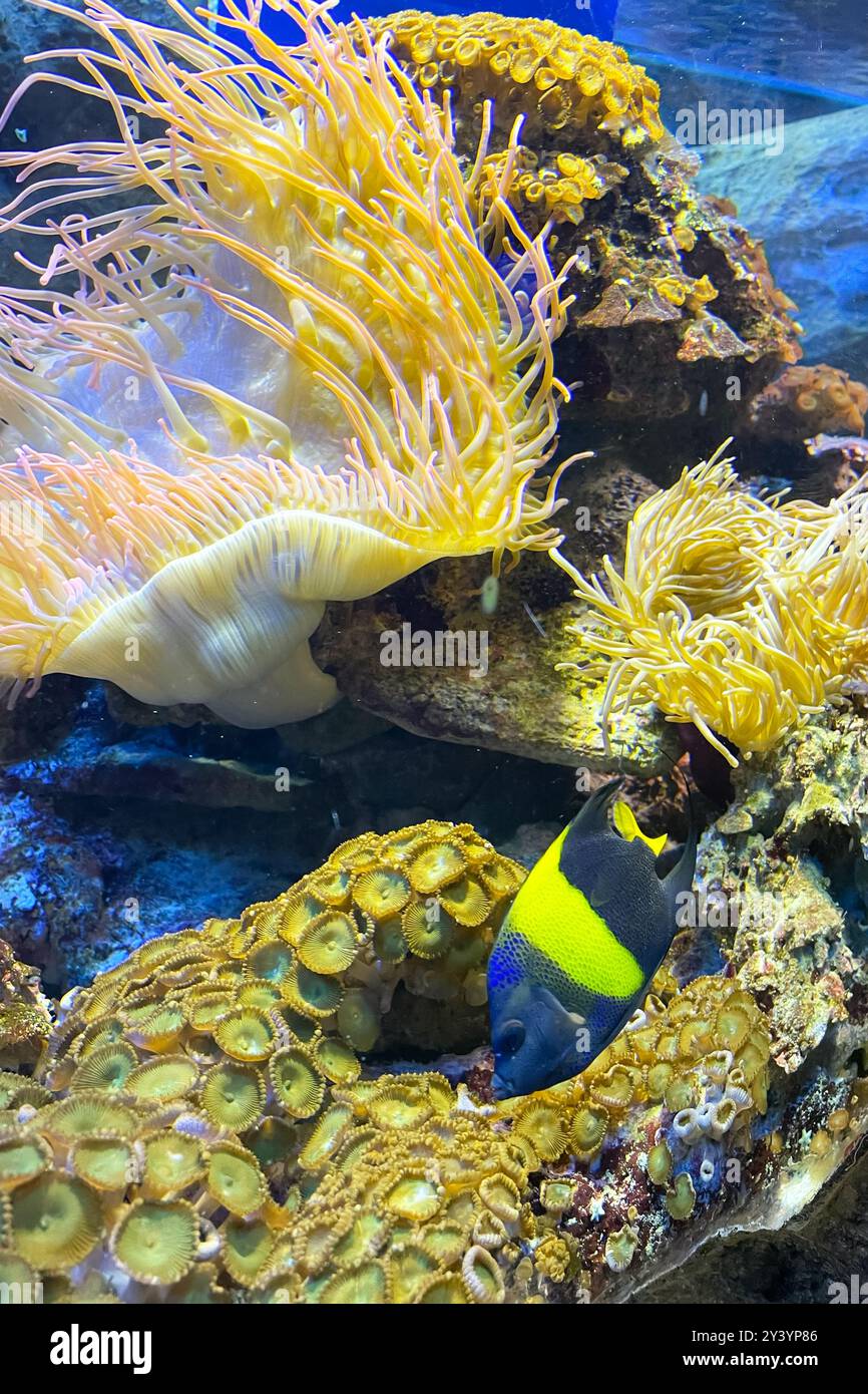 underwater image of an Actiniaria - Sea Anemone Actiniaria Stock Photo ...