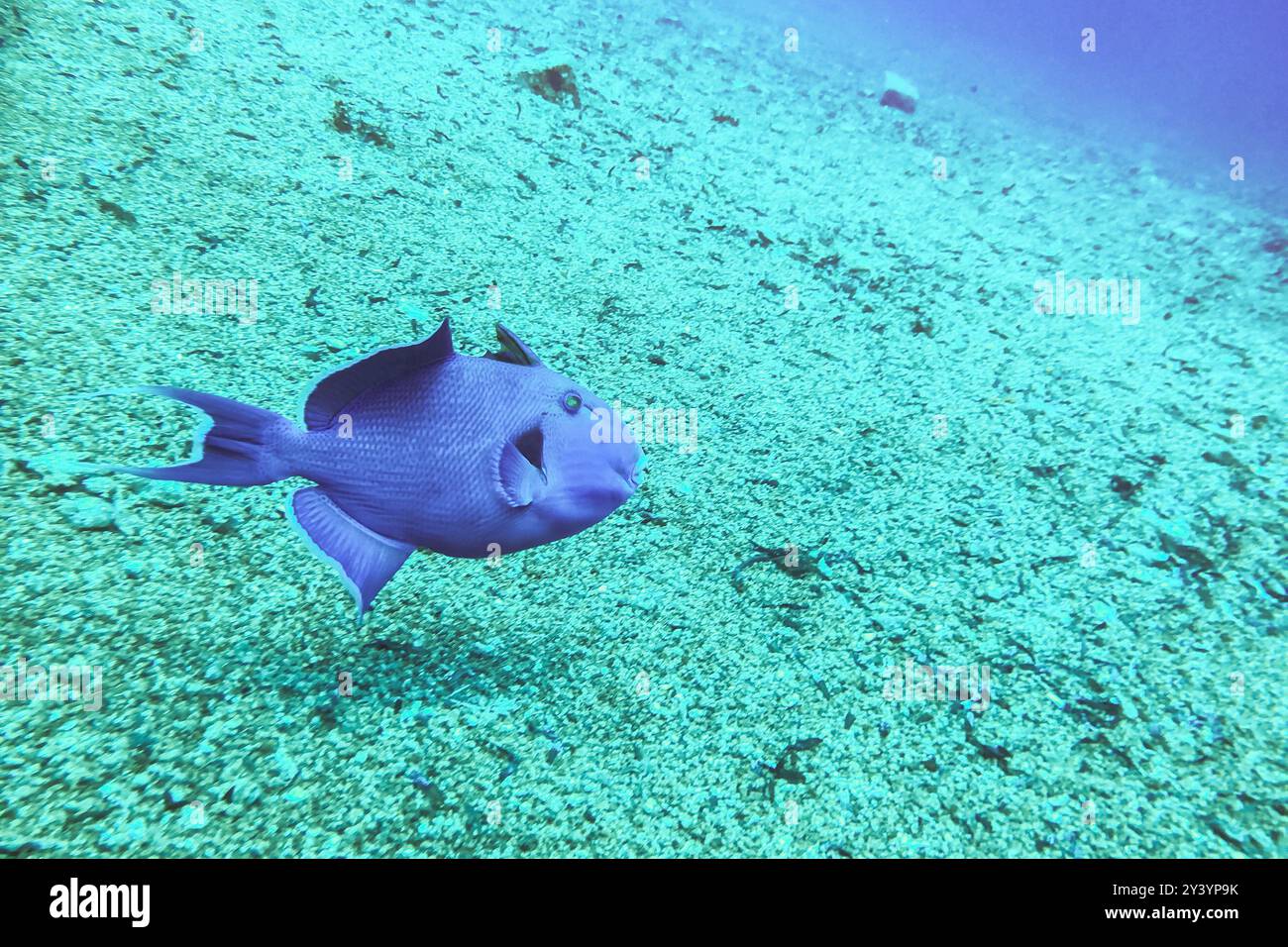 Underwater picture Niger or Red Toothed Triggerfish,Odonus niger. Red ...