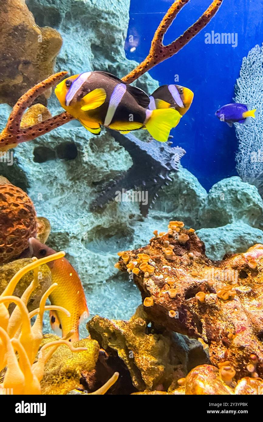 The Lovely juvenile Yellowtail clownfish (Amphiprion clarkii) in ...