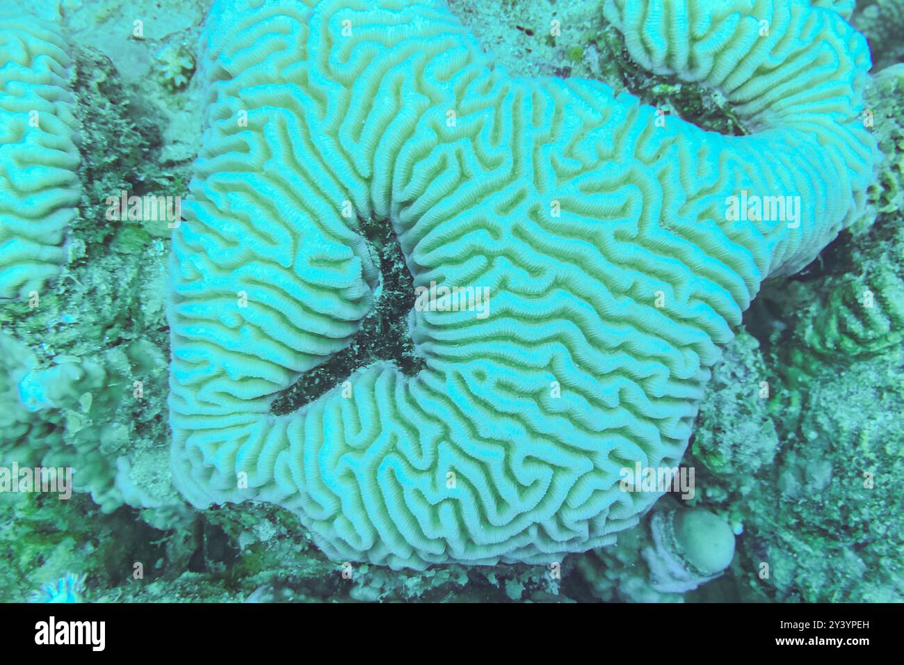 Colpophyllia natans - (Boulder Brain Coral), undersea macro photography ...