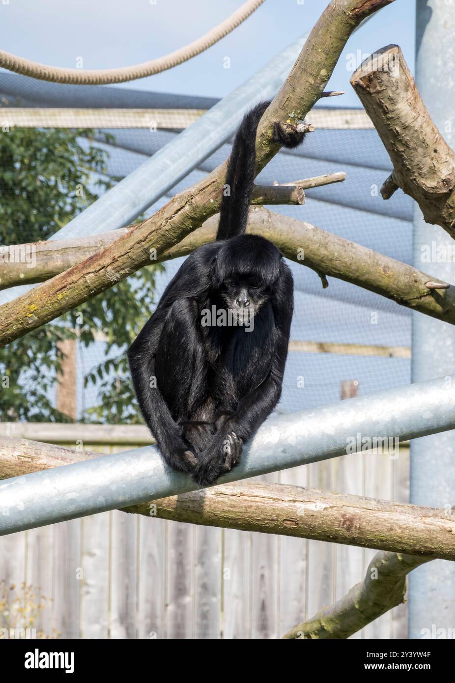 Colombian Black spider monkey posing for camera, Woodside wildlife park ...
