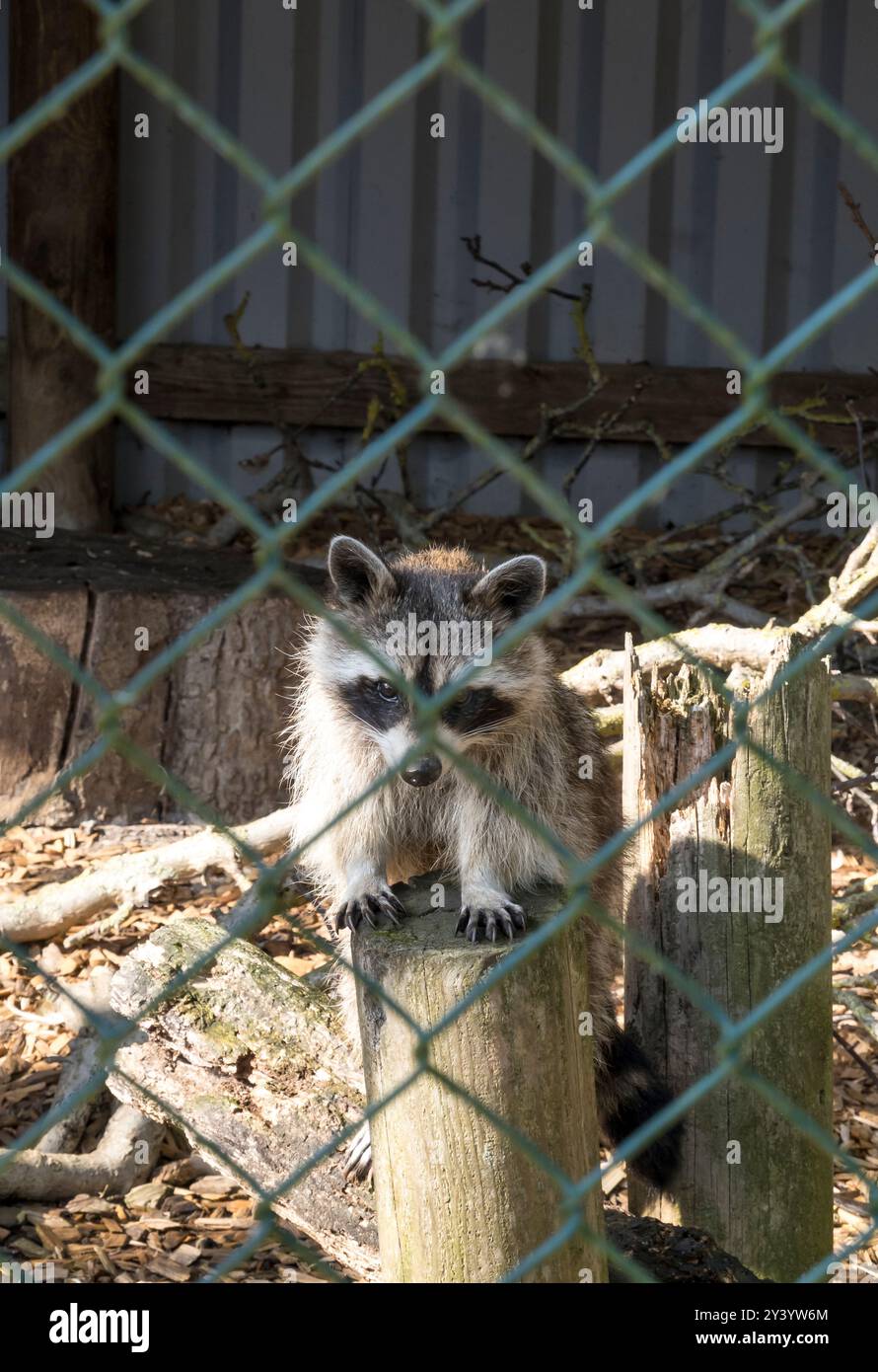 Raccoon in enclosure, Woodside wildlife park, Lincoln, Lincolnshire ...