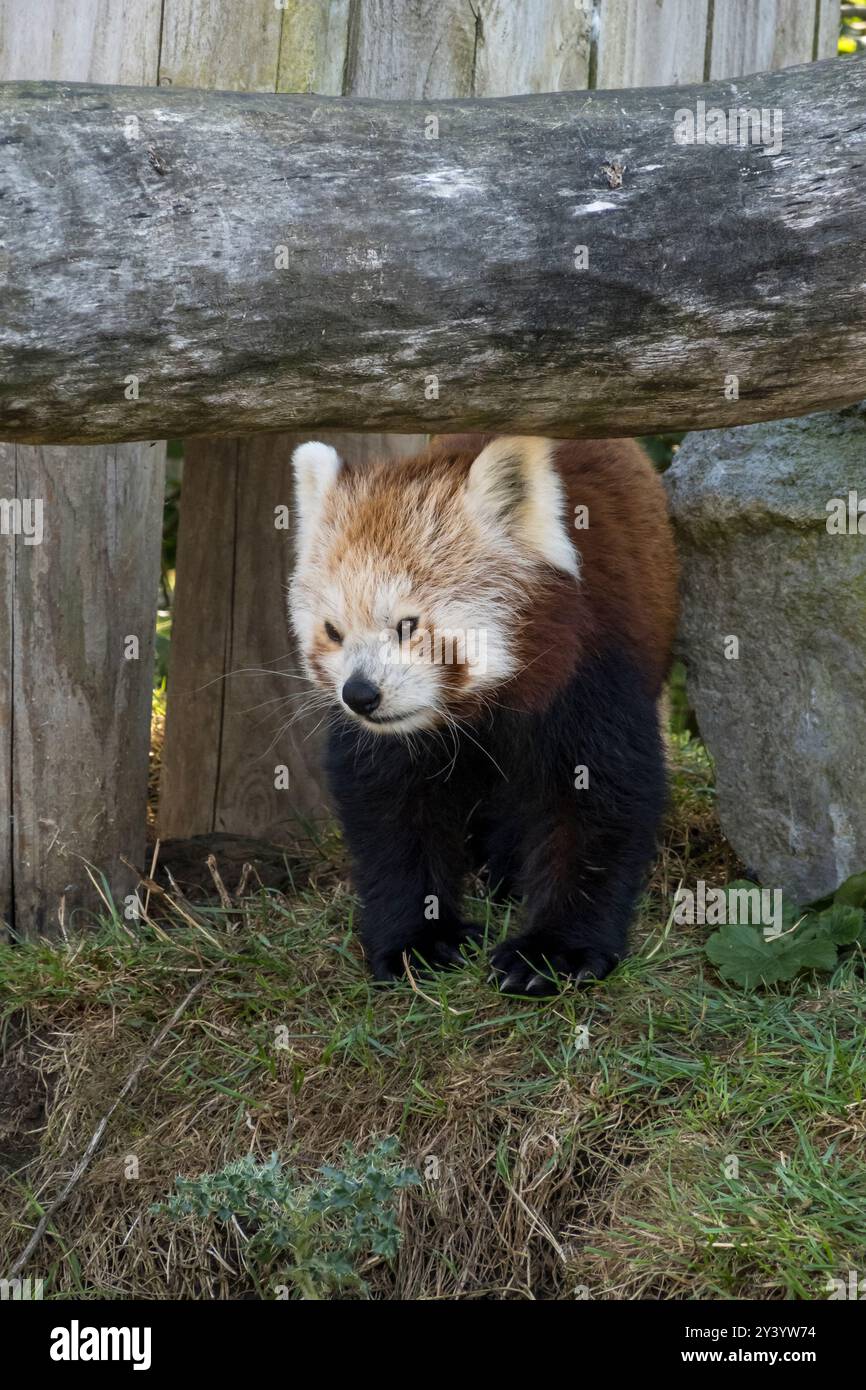 Red Panda, Woodside wildlife park, Lincoln, Lincolnshire, England, UK ...