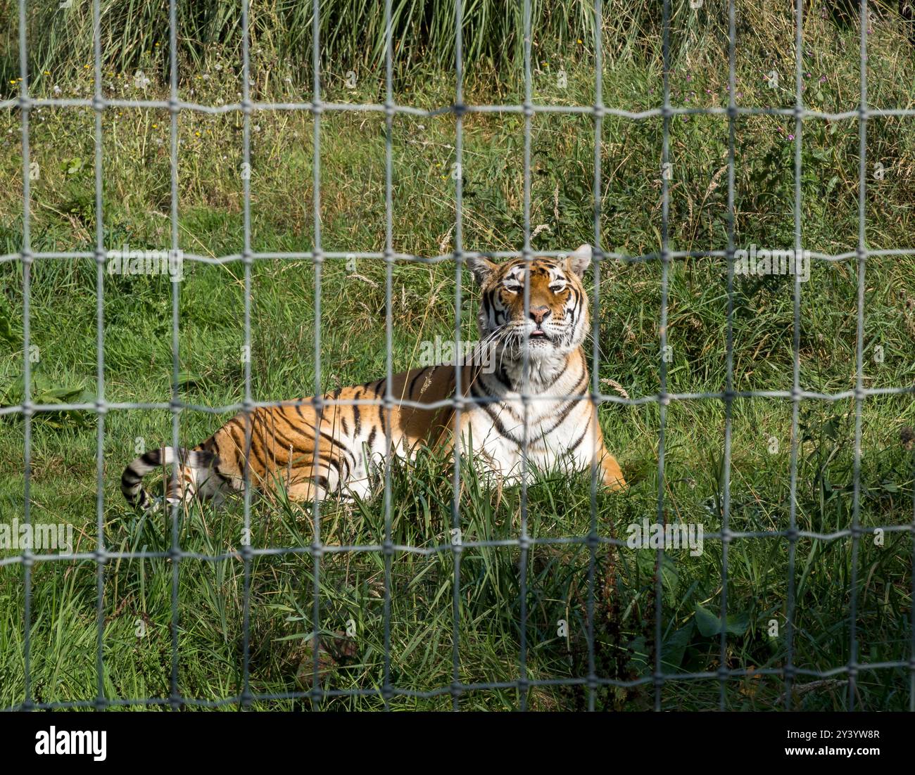 Sumatran Tiger in enclosure, Woodside wildlife park, Lincoln ...