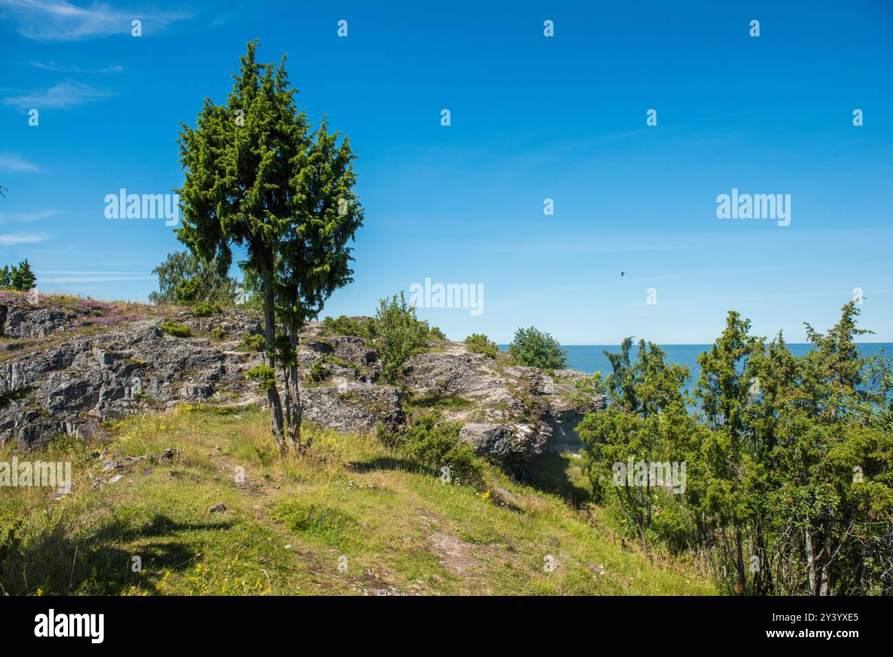 Uugu bluff or cliff on the Muhu Island in Estonia, located by the ...