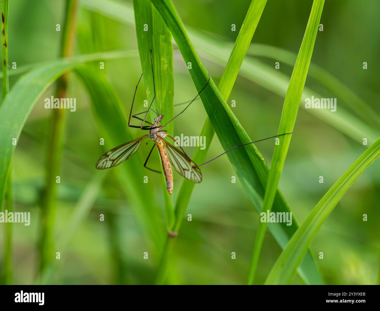 Common Crane Fly(Tipula paludosa Stock Photo - Alamy