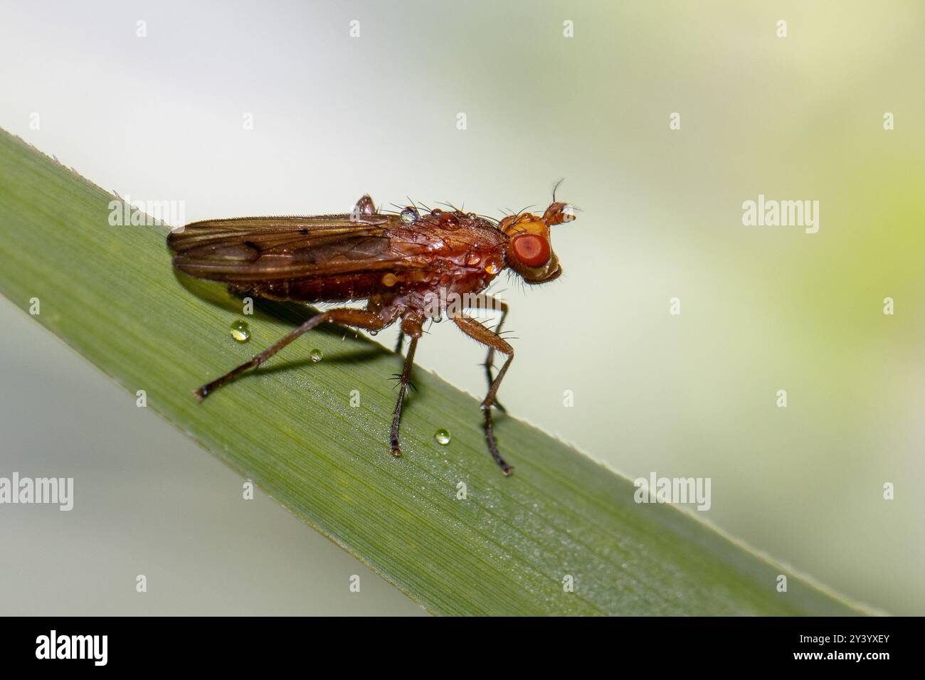 Snail killersnail killing flies hi-res stock photography and images - Alamy