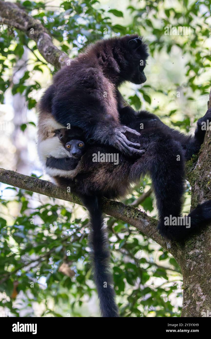 Milne edwardss sifaka hi-res stock photography and images - Alamy