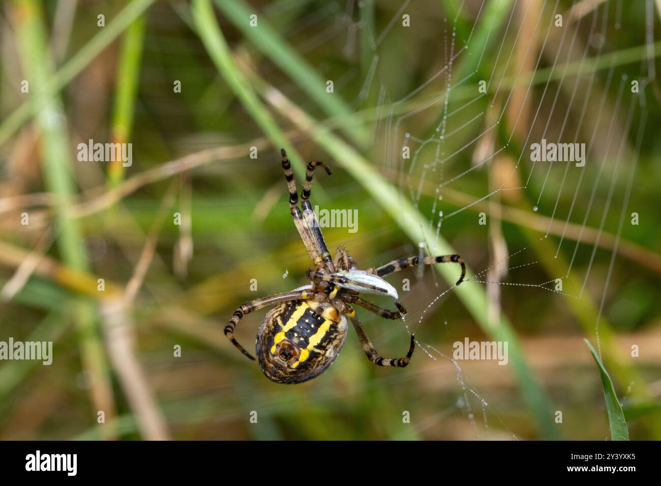 Orb weaver spider wrapping fresh hi-res stock photography and images ...