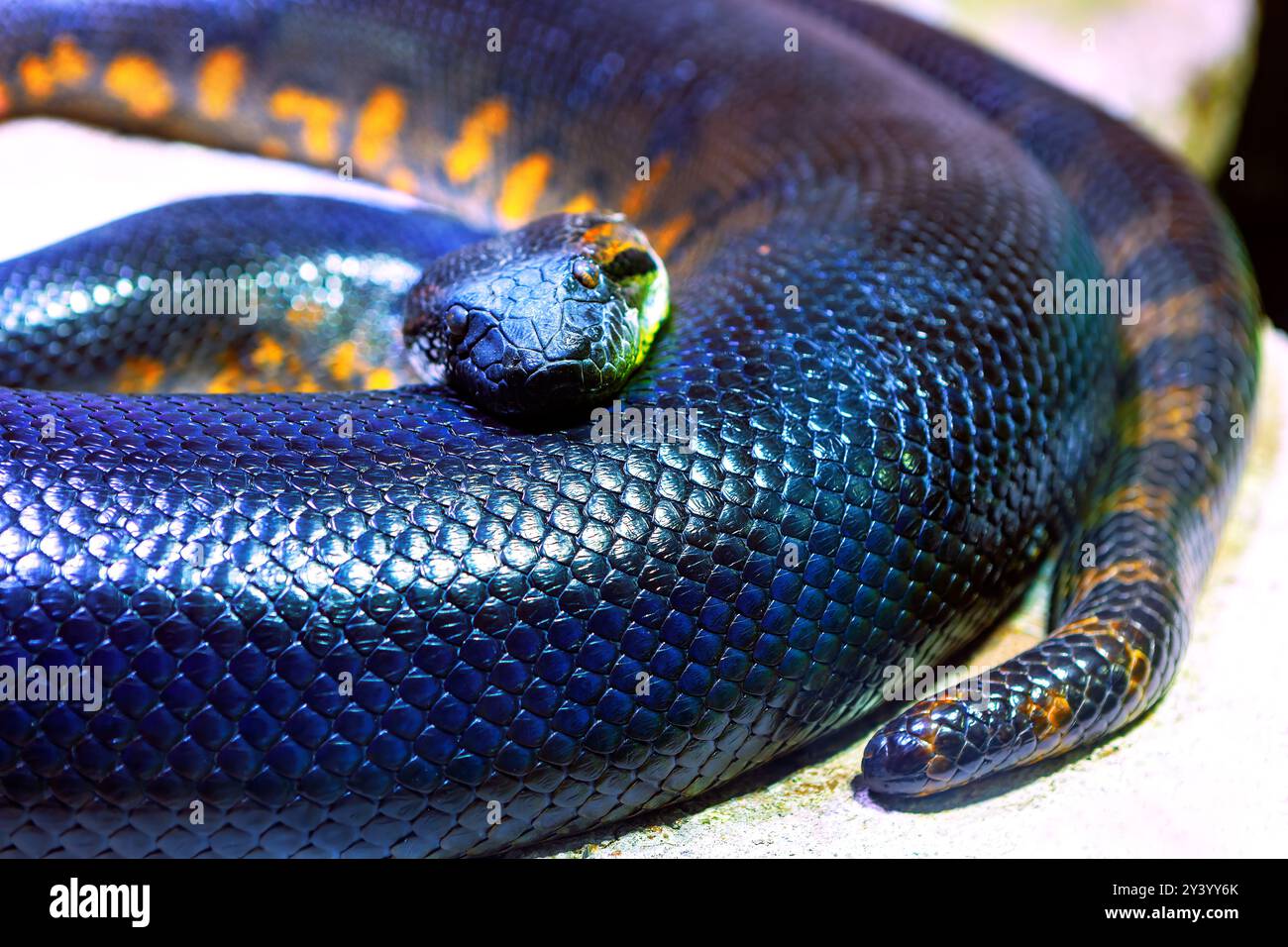 Anaconda snake is curled up on the ground. The snake is black and ...