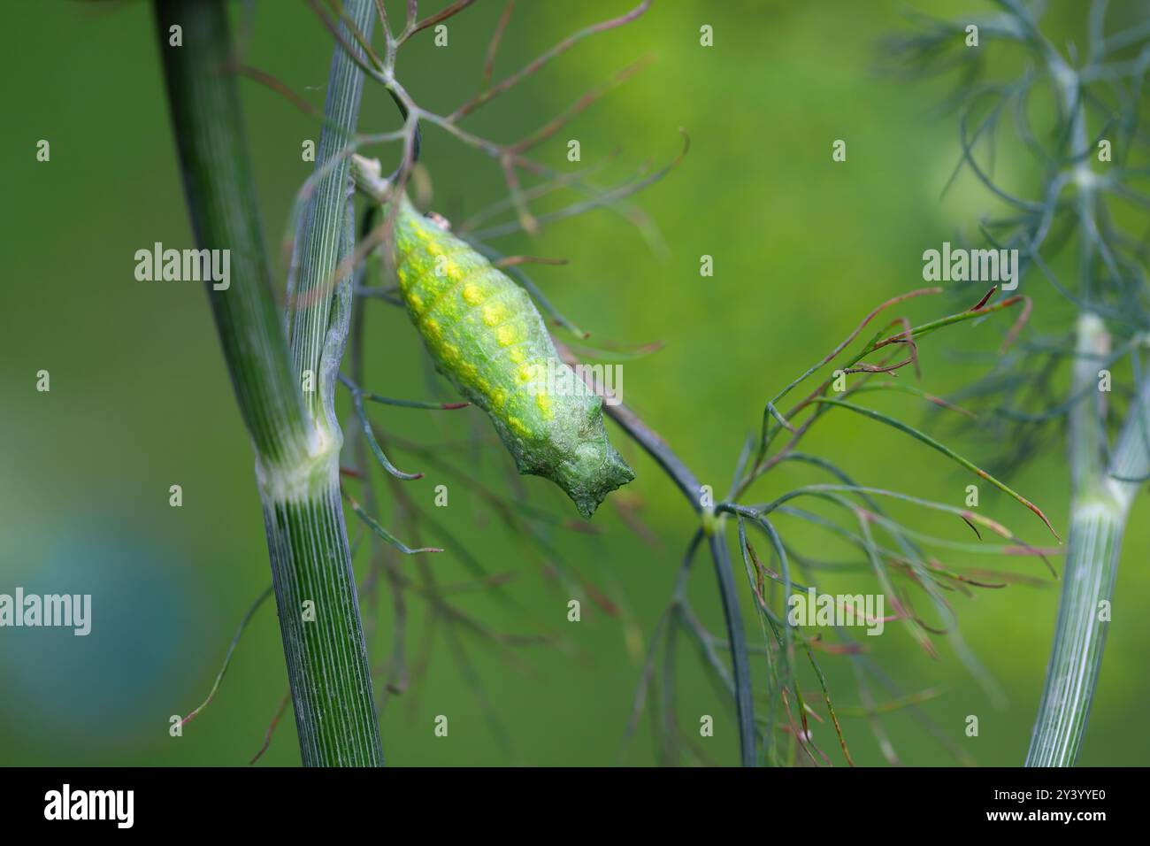 A butterfly pupa on a green plant in the garden. Developmental stage ...