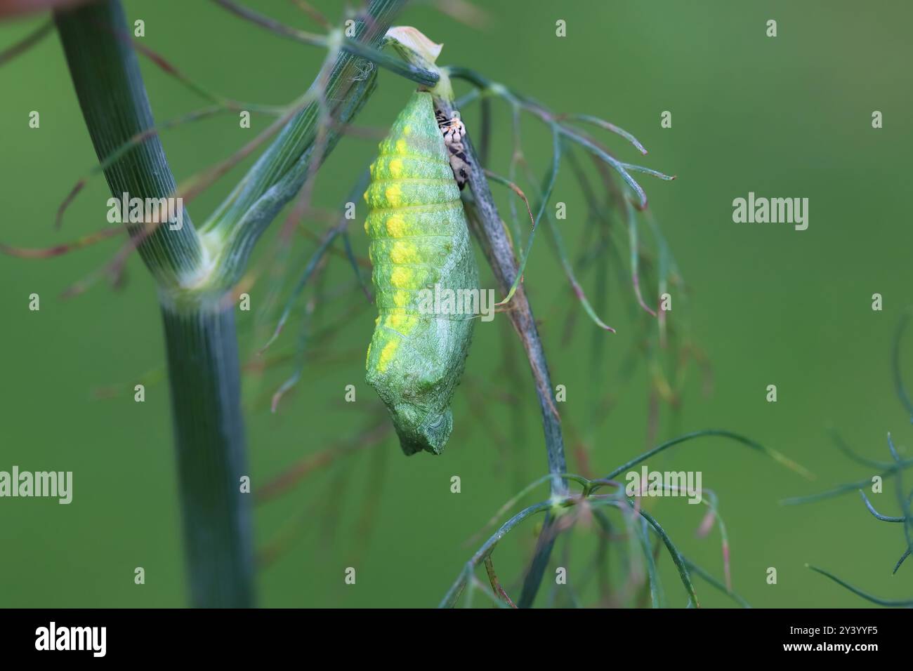 A butterfly pupa on a green plant in the garden. Developmental stage ...